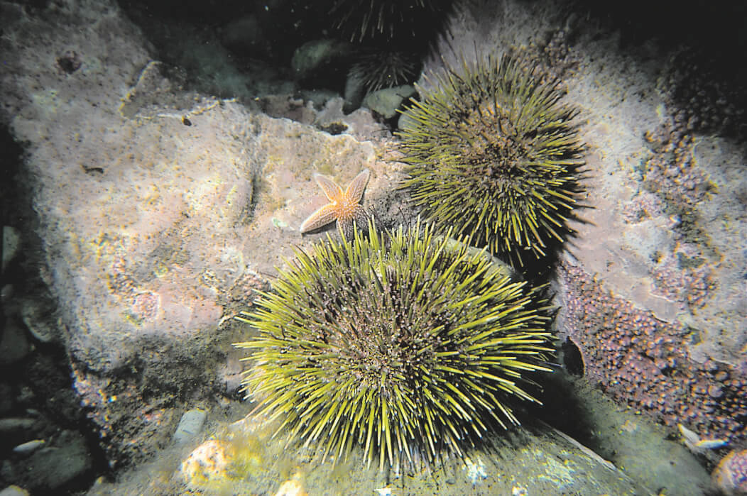 Oursin vert - Fourchette bleue par Exploramer