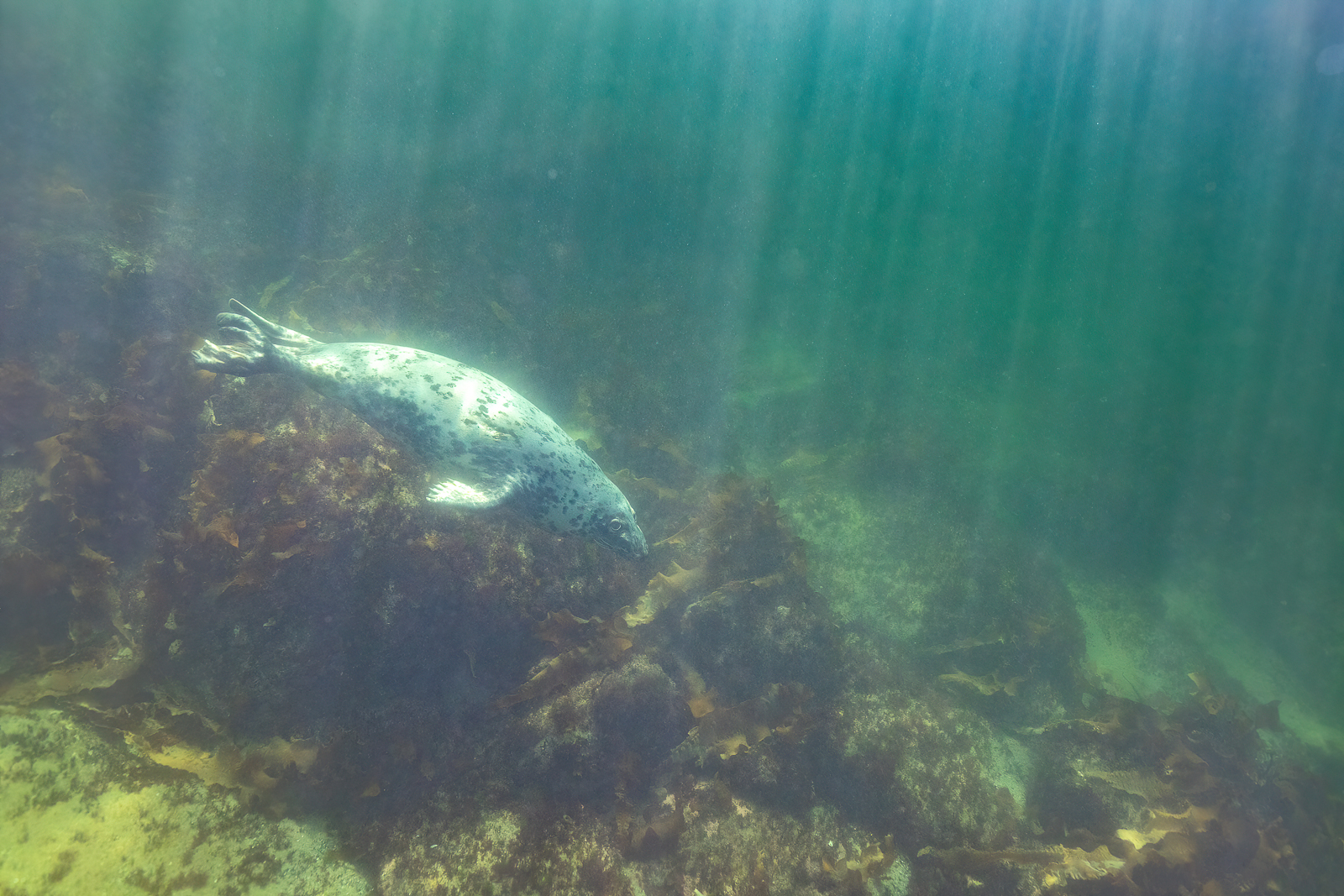 Phoque gris - Fourchette bleue par Exploramer