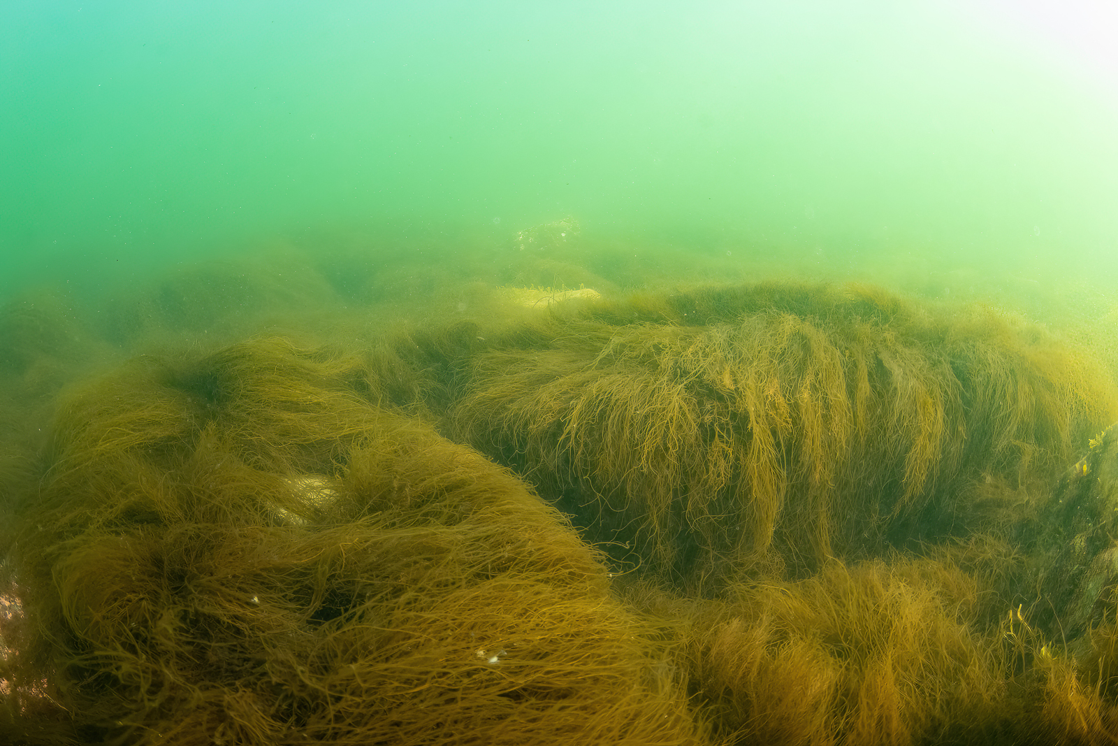 Lacet de mer - Fourchette bleue par Exploramer