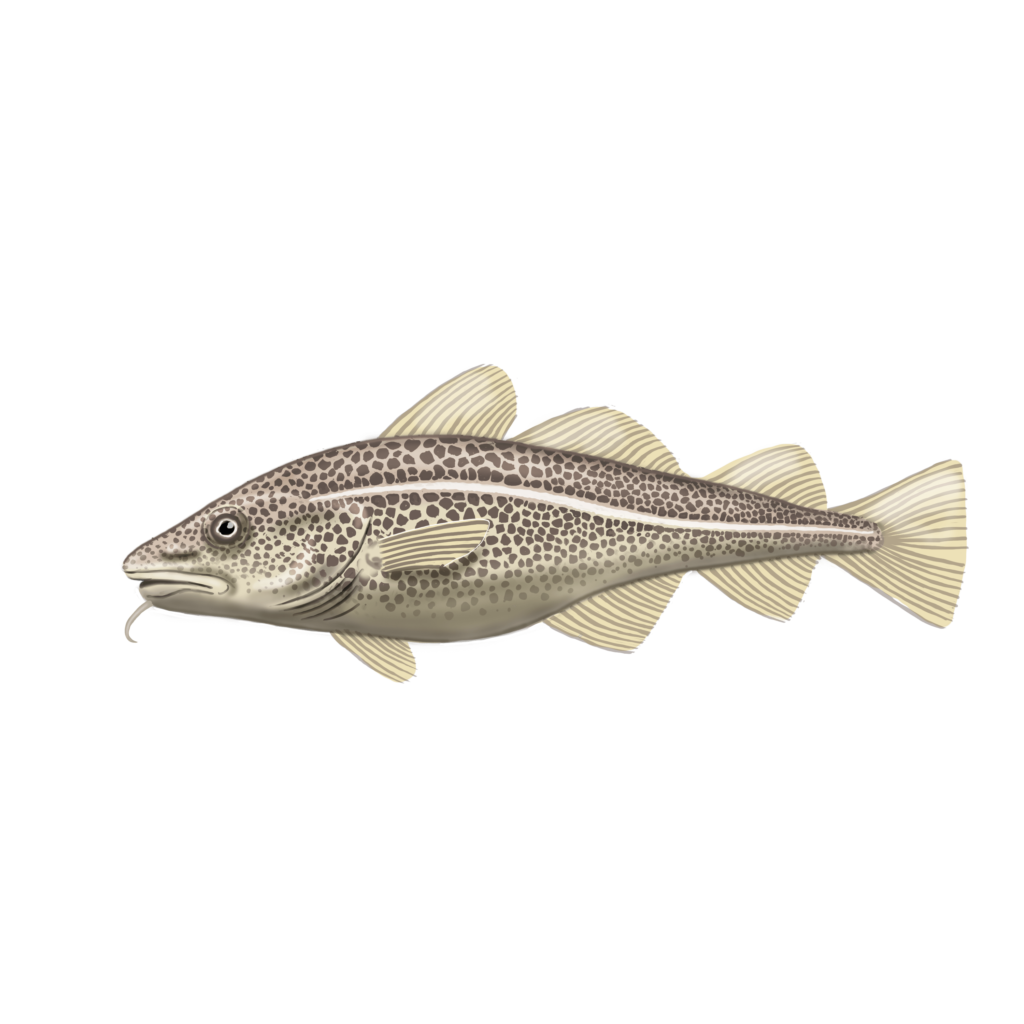 Atlantic cod - Fourchette bleue par Exploramer