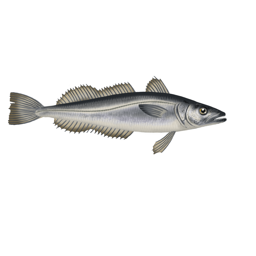 Silver hake - Fourchette bleue par Exploramer