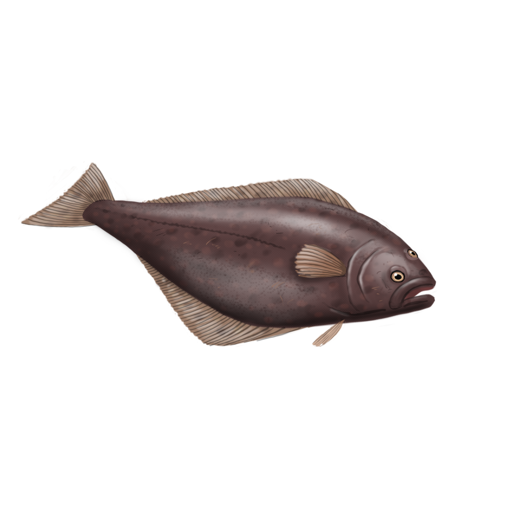 Atlantic halibut - Fourchette bleue par Exploramer