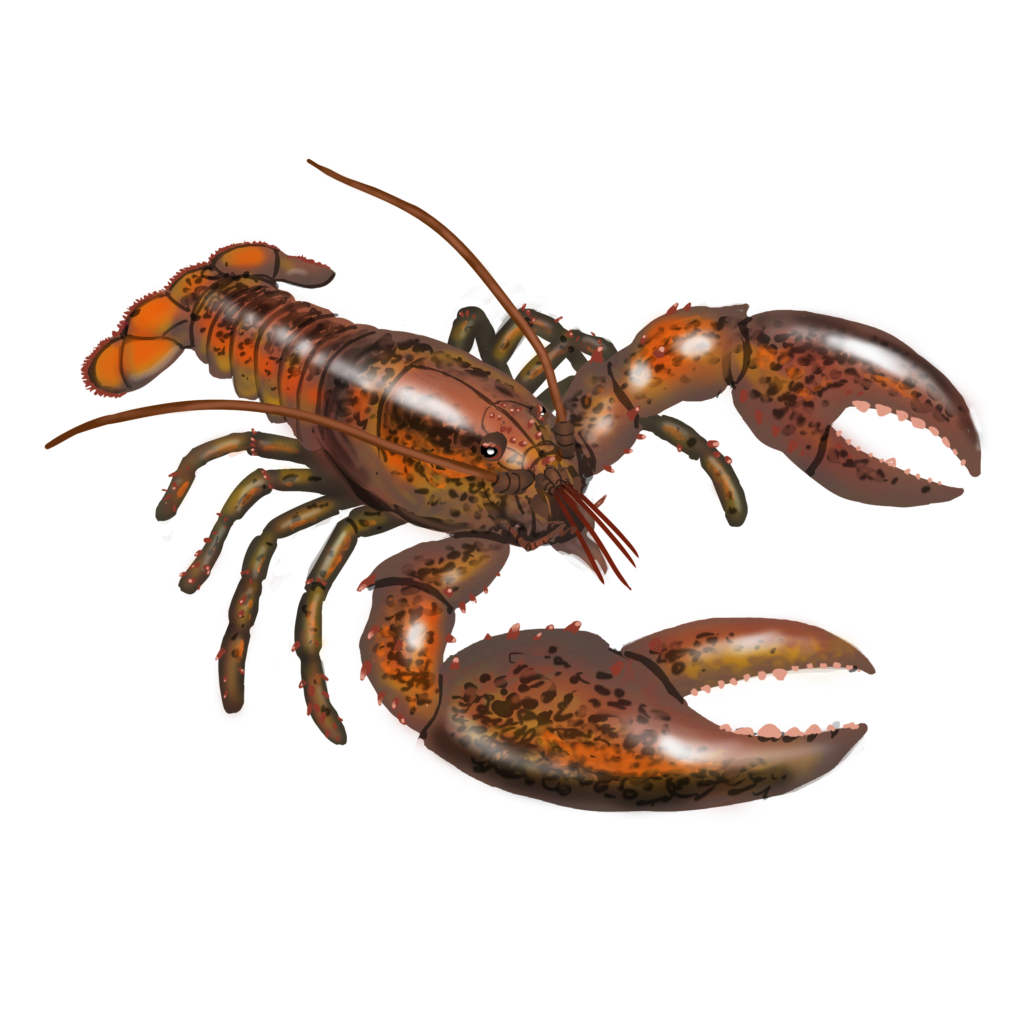 Homard - Fourchette bleue par Exploramer