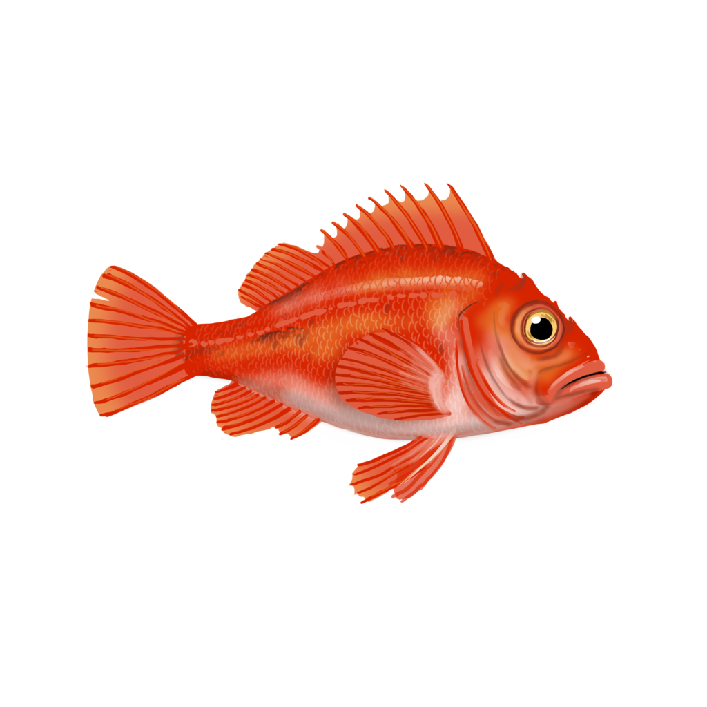 Sébaste atlantique - Fourchette bleue par Exploramer