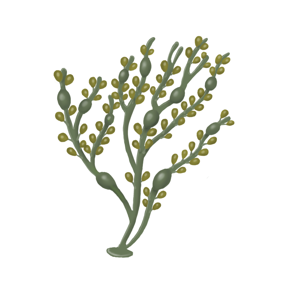 Knotted wrack - Fourchette bleue par Exploramer