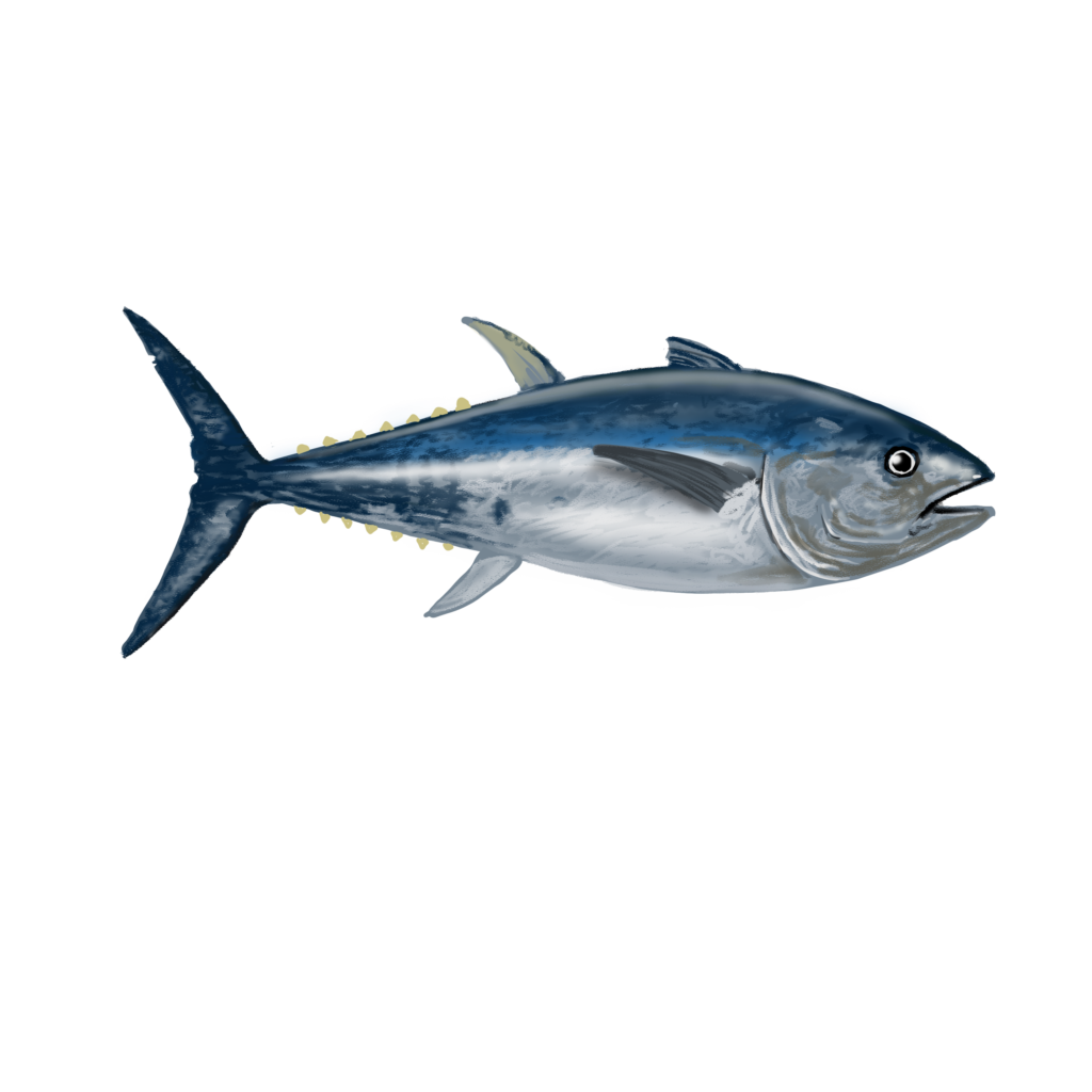 Atlantic bluefin tuna - Fourchette bleue par Exploramer