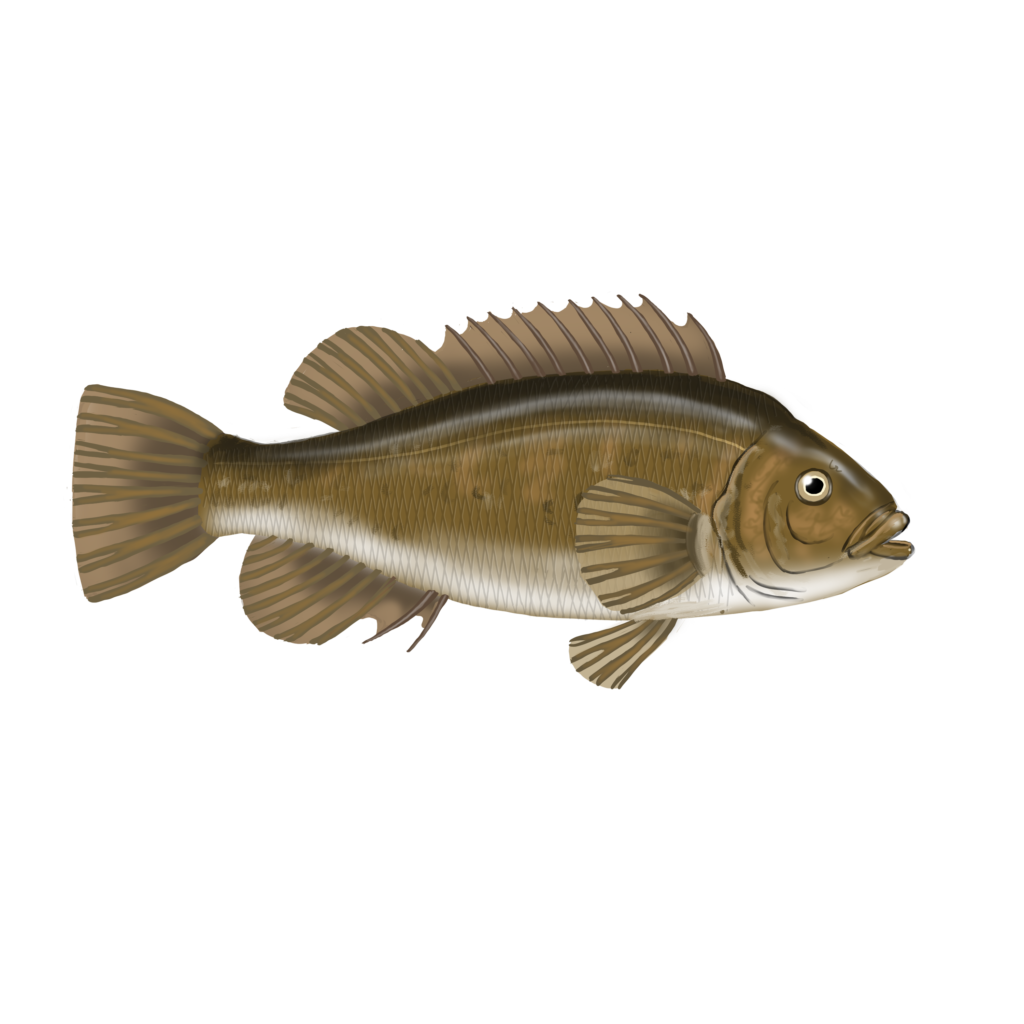 Cunner - Fourchette bleue par Exploramer