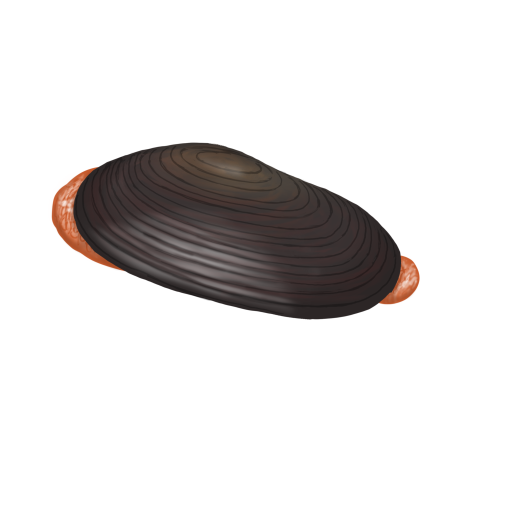 Northern propellerclam - Fourchette bleue par Exploramer