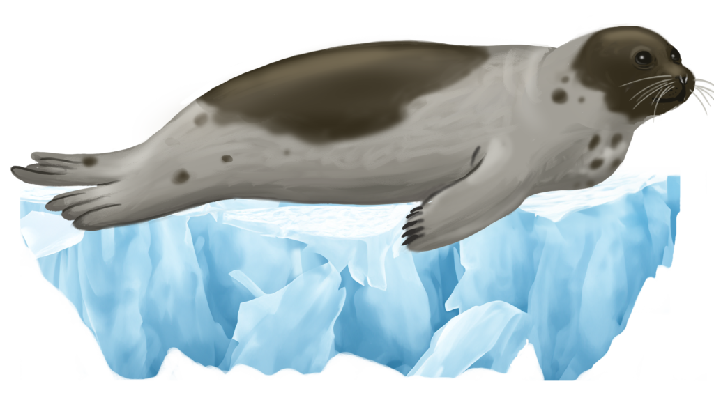 Phoque du Groenland - Fourchette bleue par Exploramer